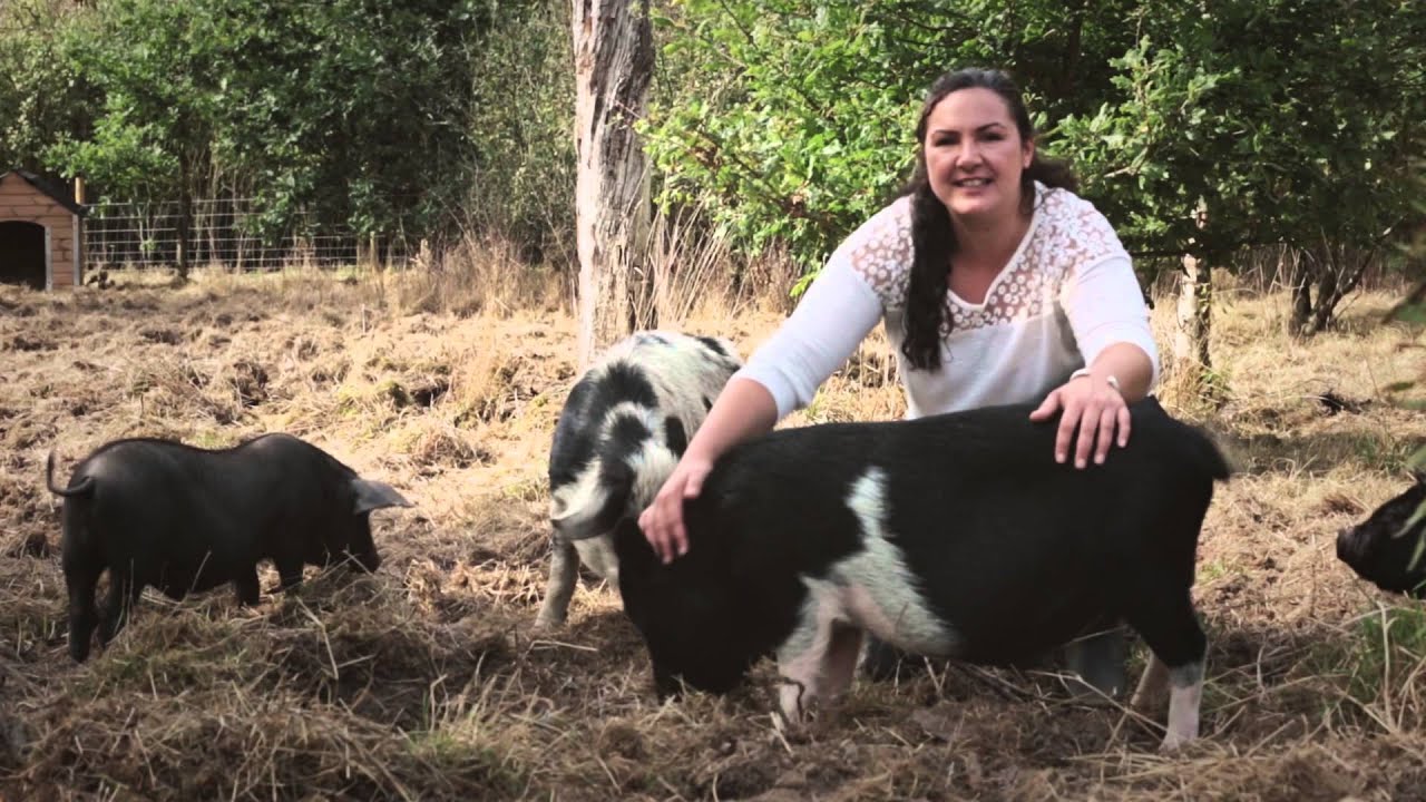 Kew Little Pigs Stampwell Farm | Own a Micro Pig | Miniature Pigs - YouTube