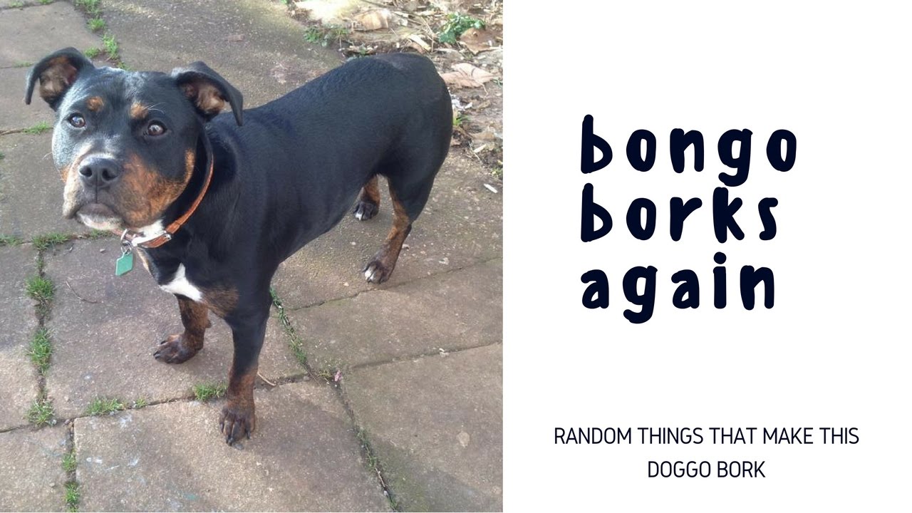 Random things that make Bongo Dog Bark: no 1, her own ball. Dog barks ...