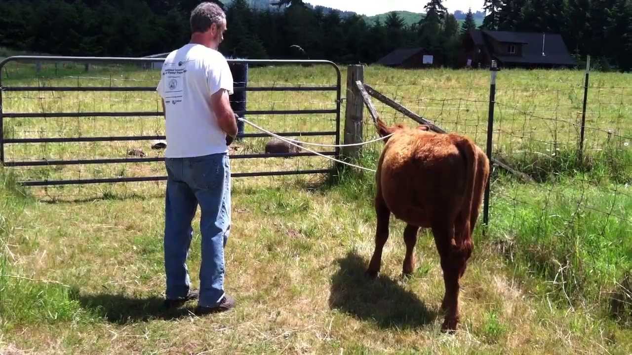 Teaching our calf to lead - Part 1 of 6 (real time) - YouTube