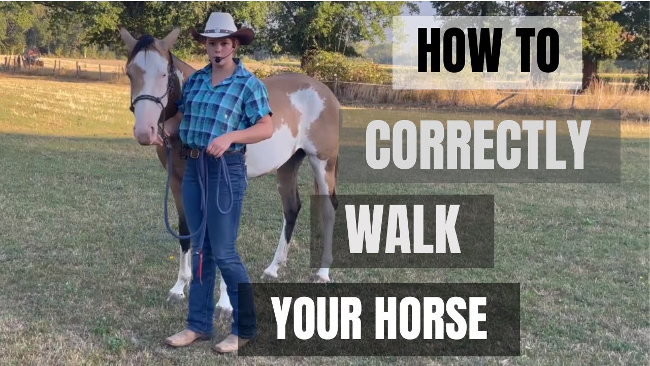 Mastering the Art of Walking Your Horse: Essential Tips and Techniques ...