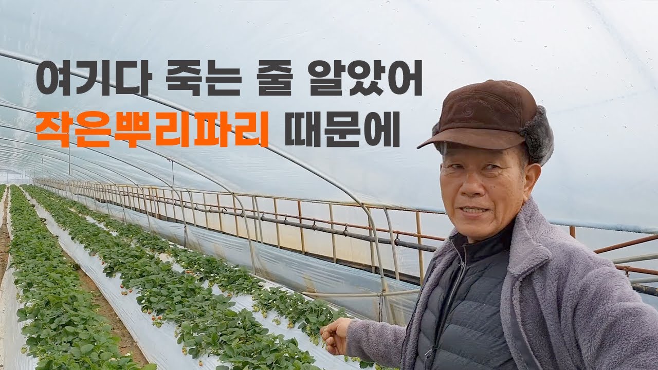 딸기2부ㅣ유기농 딸기에 치명적인 작은뿌리파리와 잿빛곰팡이를 억제하는 윈스 리얼후기 촬영일 20201221 작은뿌리파리 딸기경도 잿빛곰팡이 Youtube