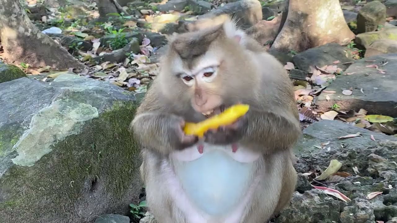 Monkey Rose giving birth? Watch the live to see what’s happening - YouTube