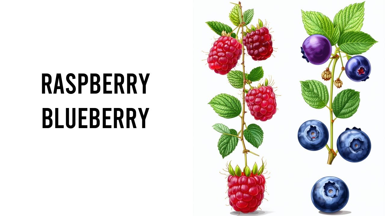 Raspberry Vs Blueberry - YouTube