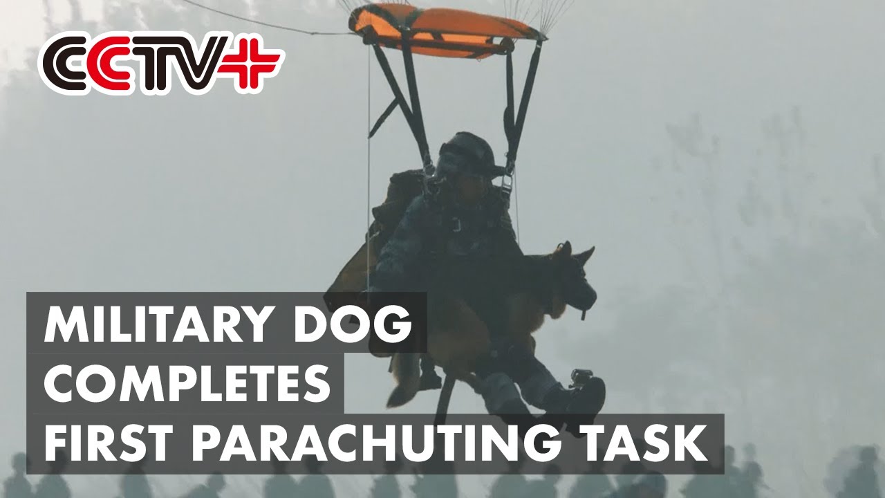 Brave Military Dog Completes First Parachuting Task - YouTube