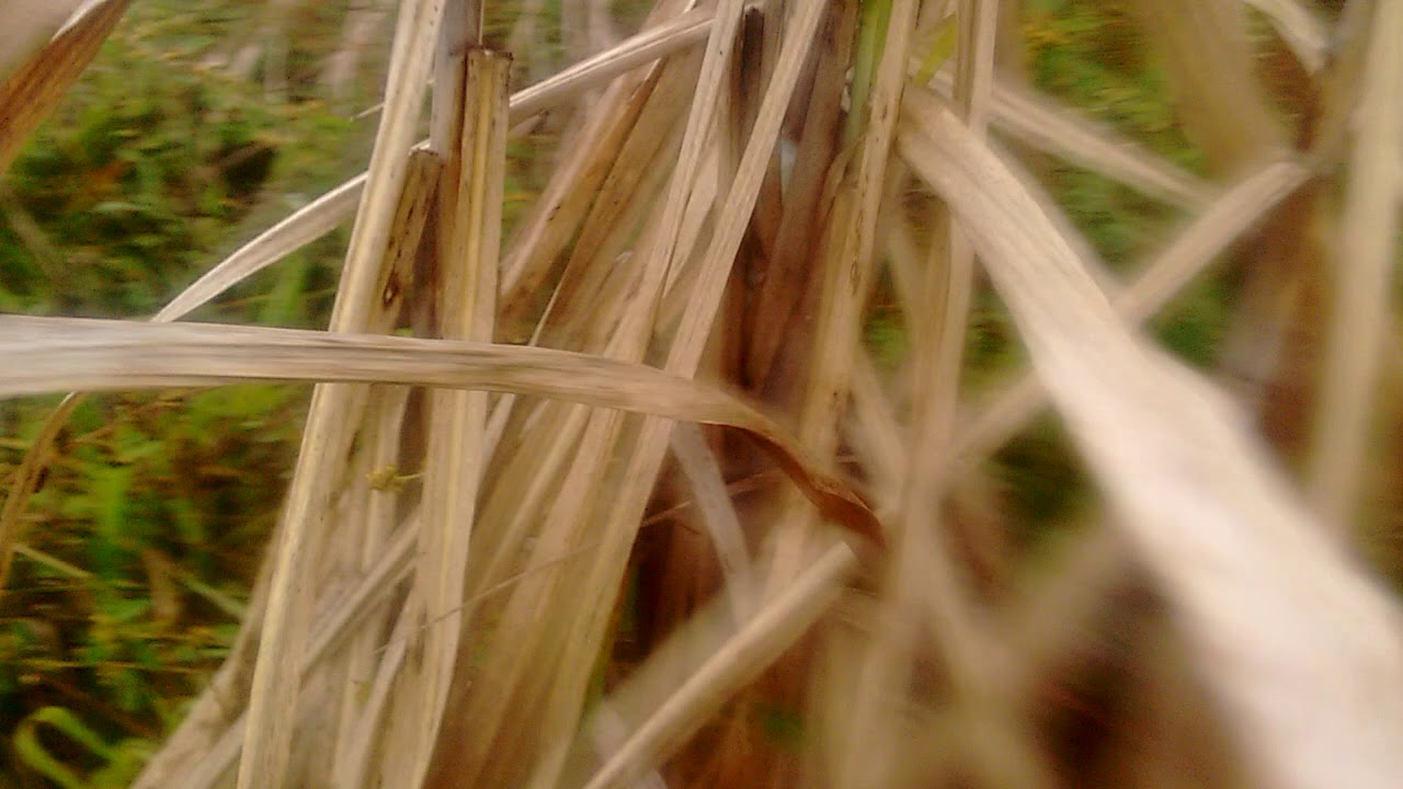 Melhores vídeo em luziapolis caixa de maribone - YouTube