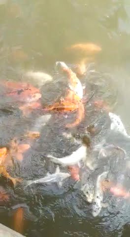 fish dance - YouTube