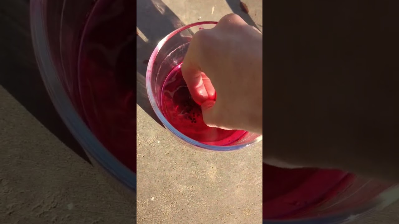 wild berry seeds - YouTube