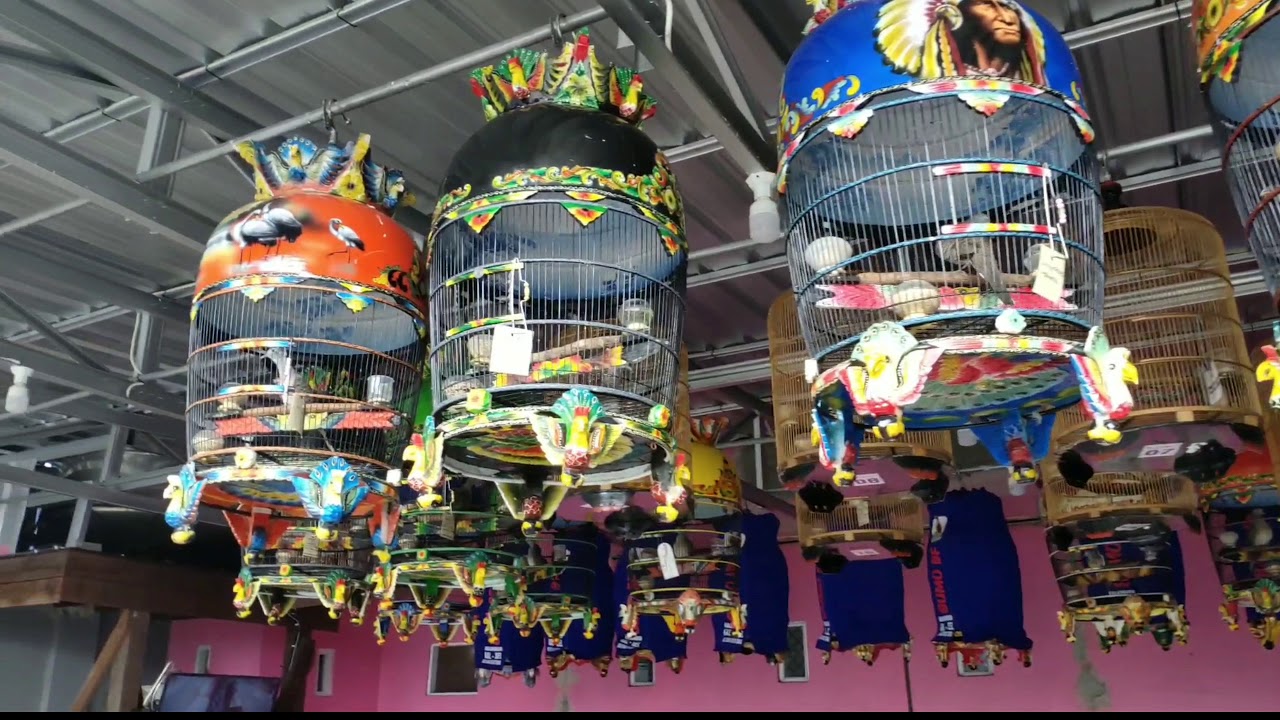 Markas Sumo Bird Farm Banjarmasin, Kalimantan Selatan. - YouTube