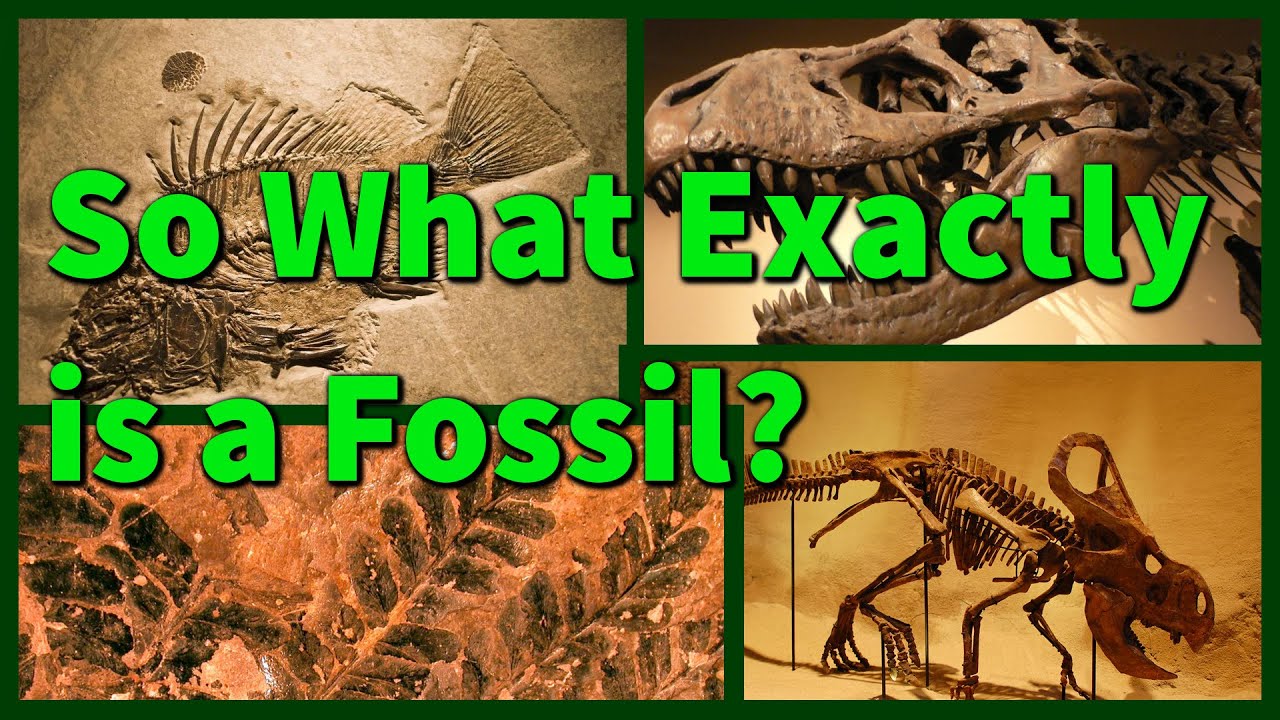 What is a Fossil? | An Oversimplified Explanation | Prehistory in the ...