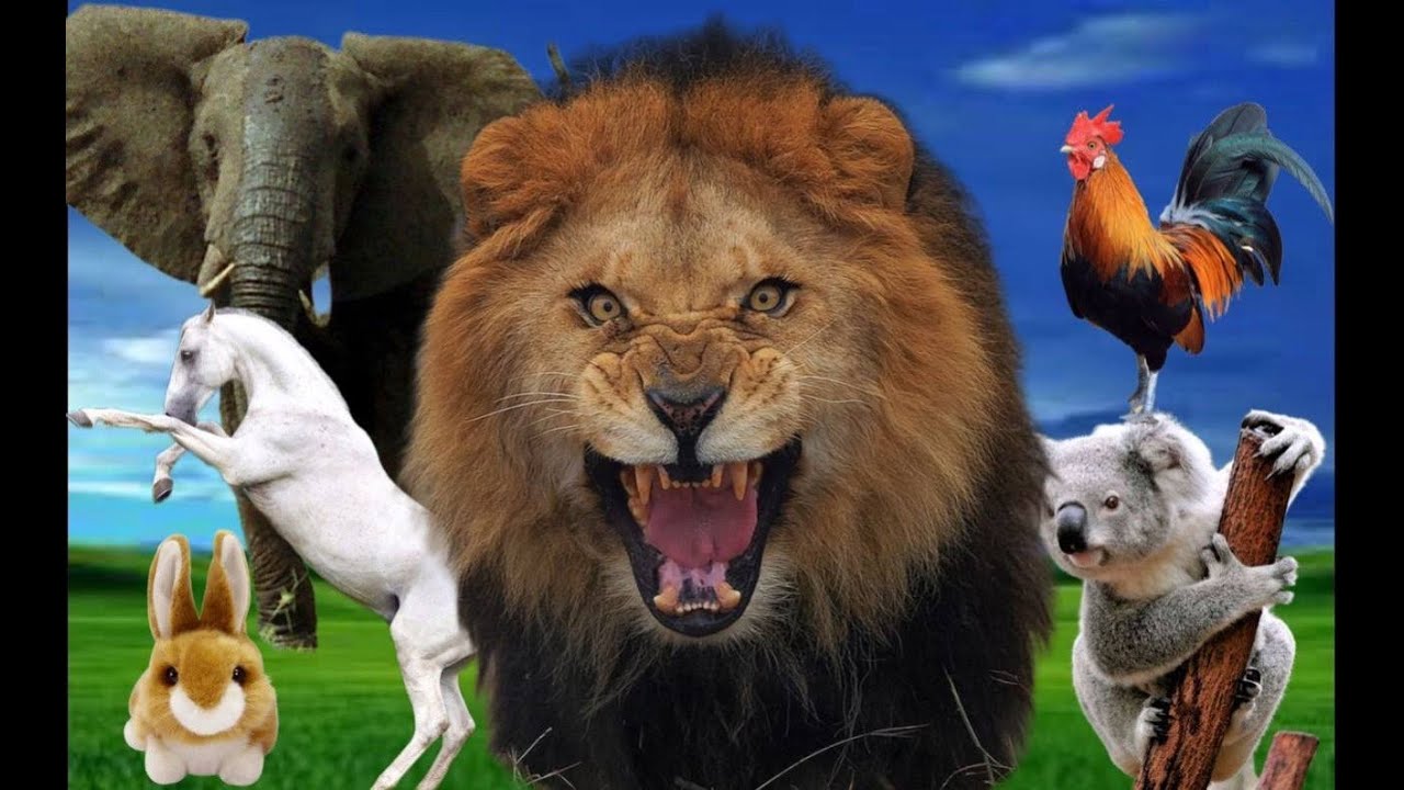 100 animal sounds, cow, chicken, duck, monkey, dog, pig, sheep, goat ...