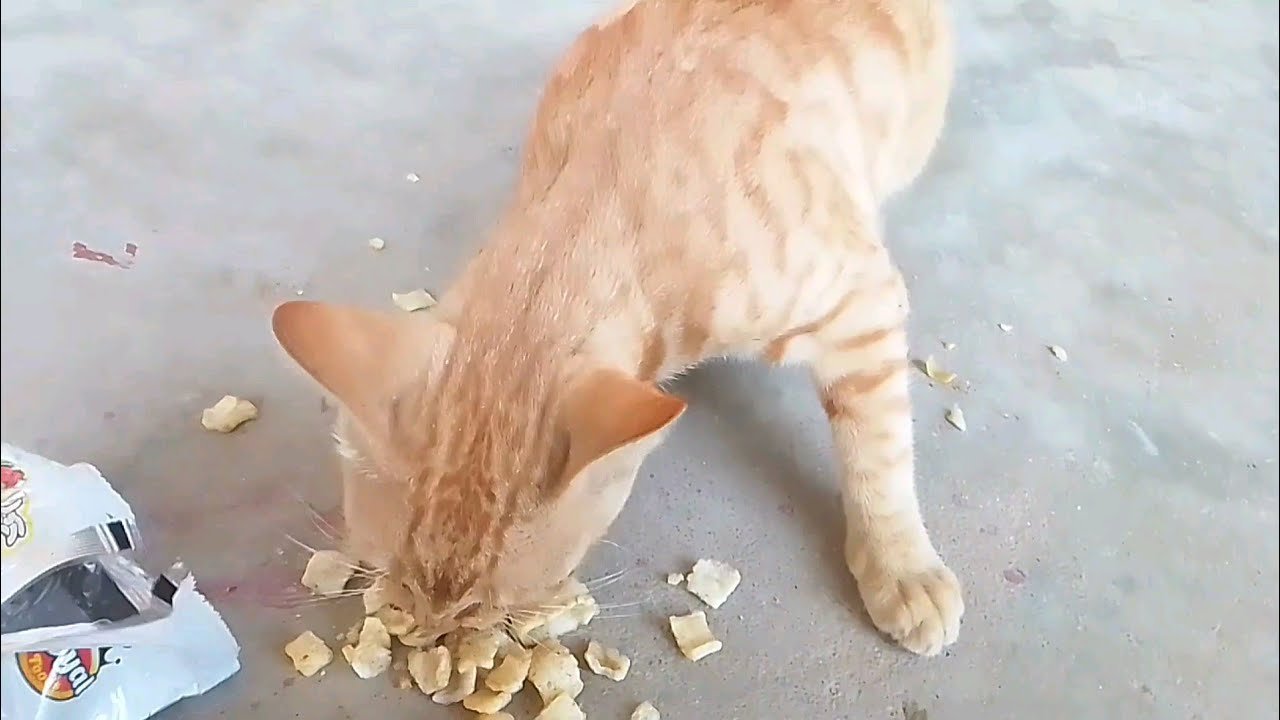 Cute cat🐈 Lunch time - YouTube