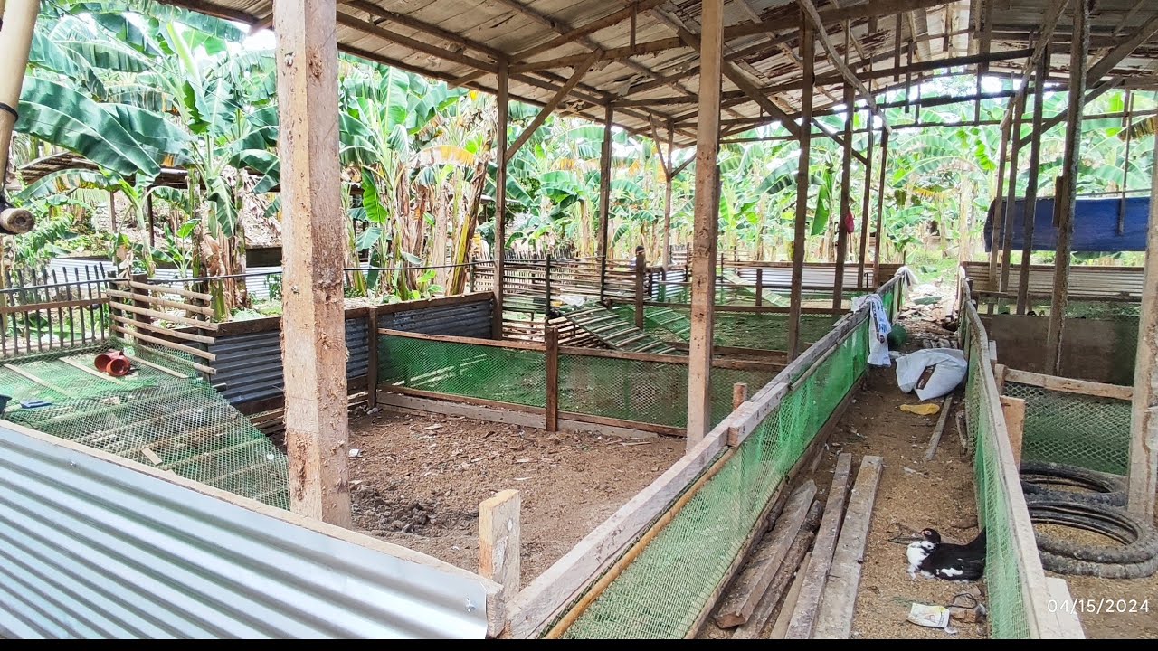 Finished Duck House Ground Type || 250 Capacity || Making Duck House ...