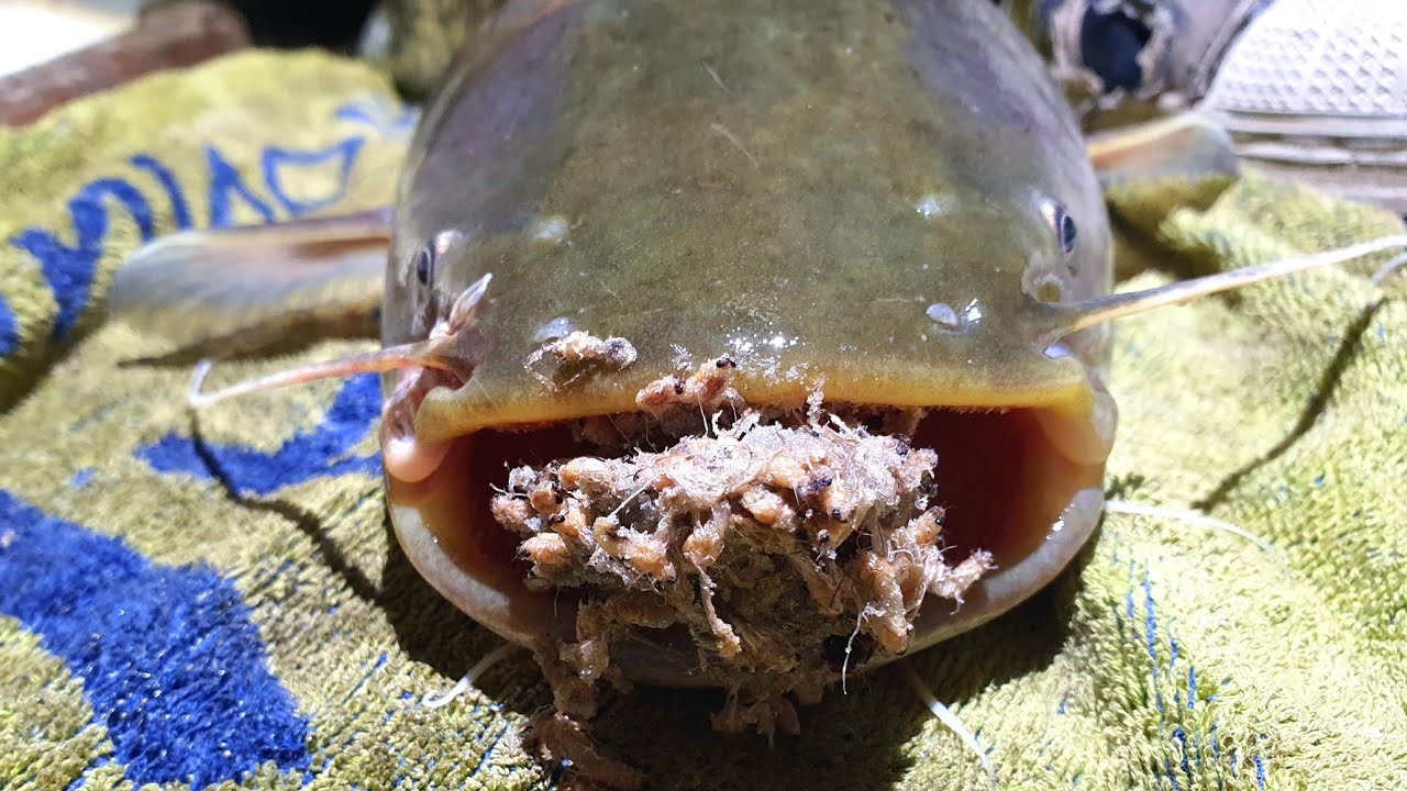 SOM NA VODENI CVET - REKA SAVA // River Catfish - YouTube