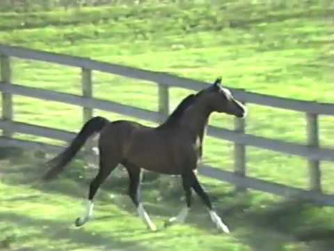 The Legend of Khemosabi (Arabian Stallion) - Dare to Dream - YouTube