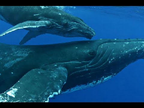 Sea Creatures: The Deep Ocean Voyagers - Documentary Movies - YouTube