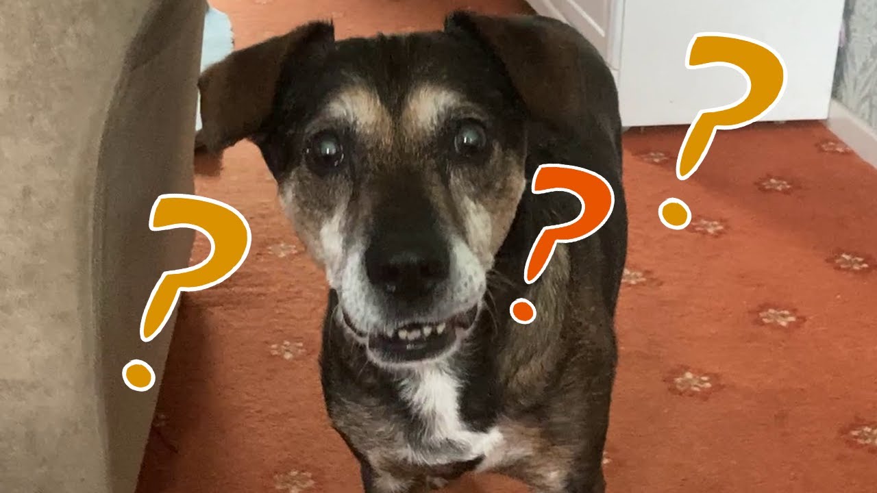 Rolo Makes The Goofiest Face - YouTube