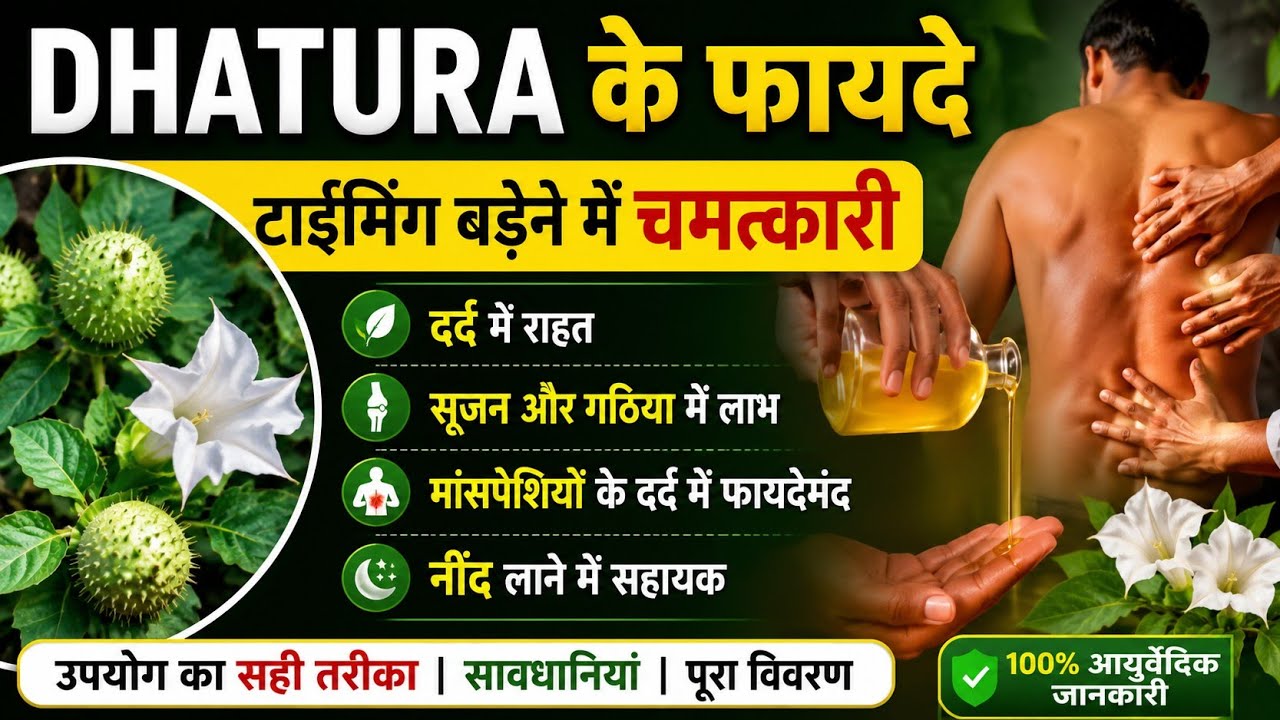 Dhatura ke fayde aur nuksan full |Datura use aur benefits | datura ke ...