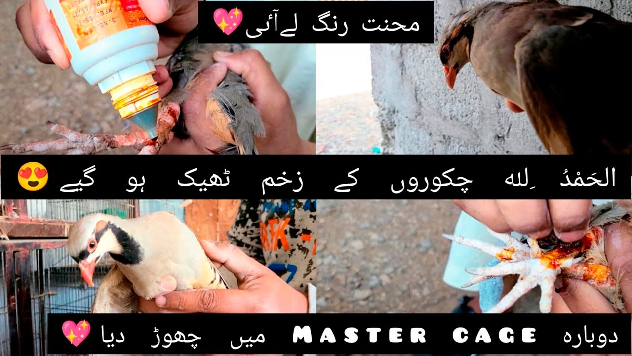 Alhamdulillah Chakor Active Or Healty Ho Gay | Shayan Sultan | #vlog40 ...