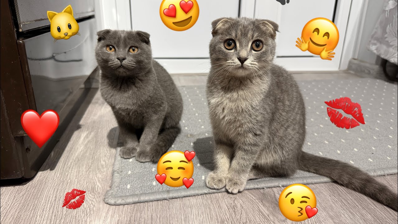 Live Cute Kittens — Adorable Baby Cats Playing & Relaxing | 24/7 Cozy ...