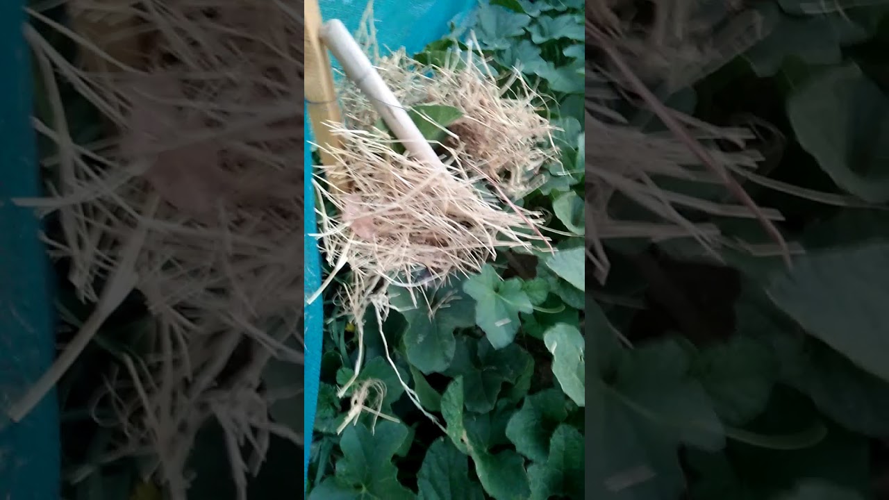 How to grow vegetable in the desert area harvest 3 - YouTube