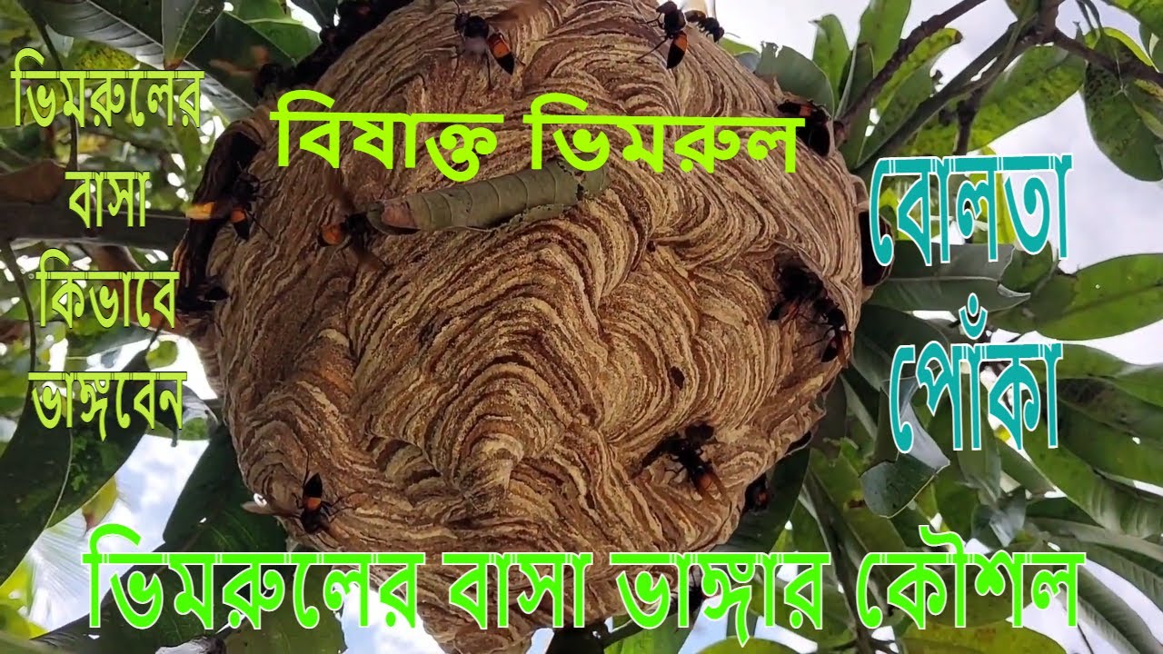ভিমরুলের বাসা ভাঙ্গার কৌশল |How to breaking the house of Bhimrul ...