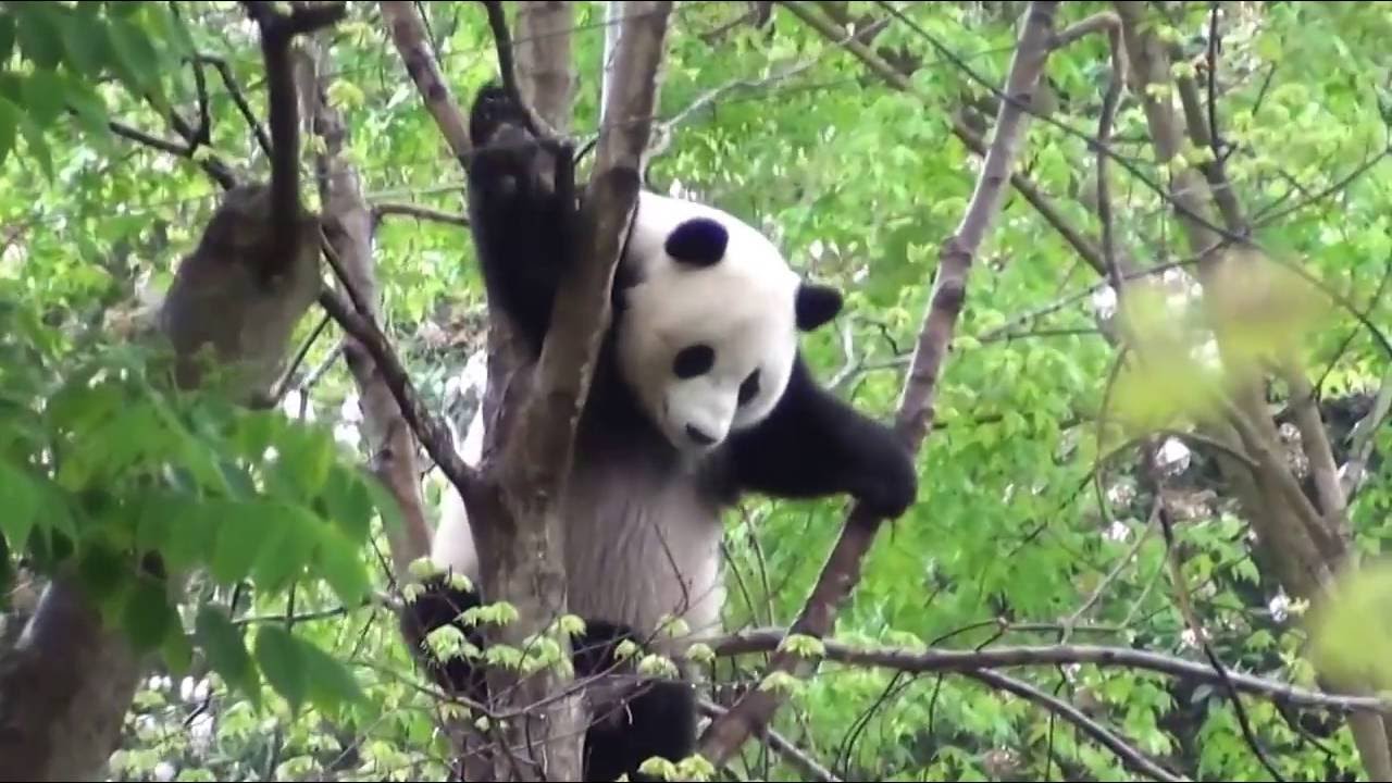 Giant panda Bao Bao's Tree Adventure On Rainy Day - YouTube