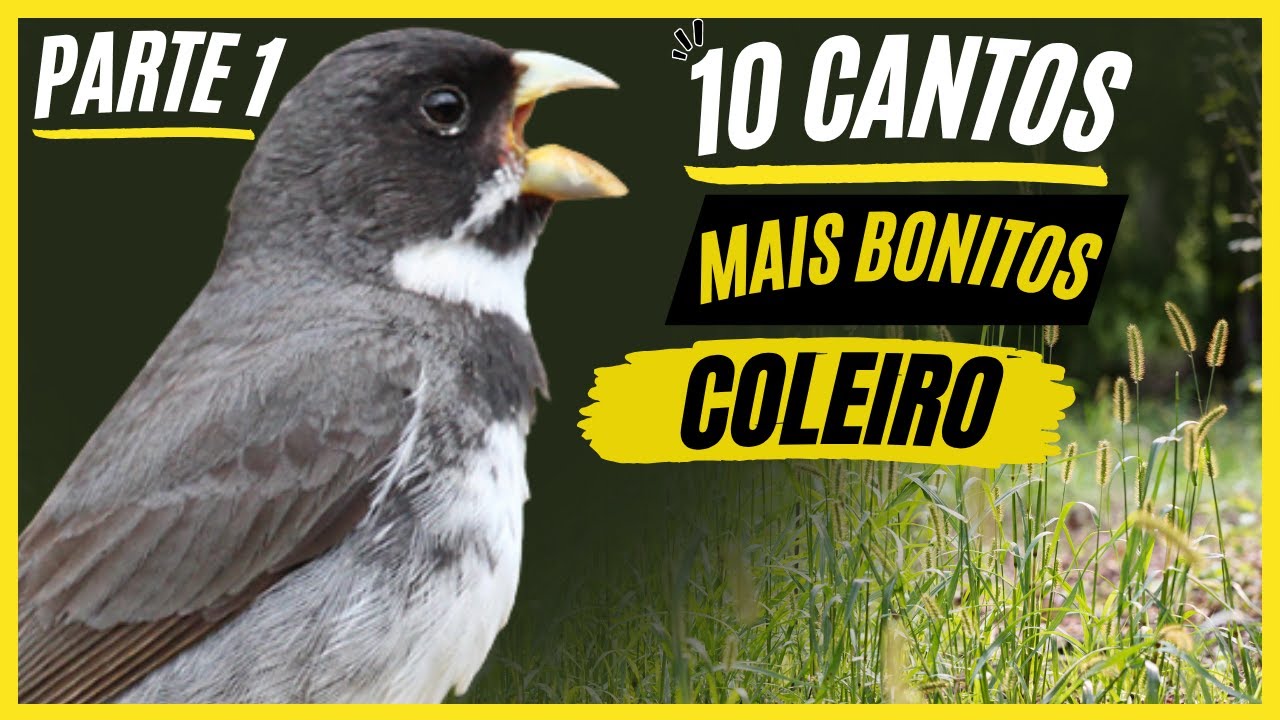 TOP 10: Cantos De "Coleiro" MAIS BONITOS e MELHORES - Pássaro Popular ...