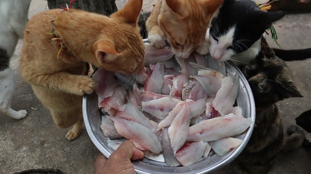 kitten eating raw fish | The Gohan Dog And Cats - YouTube