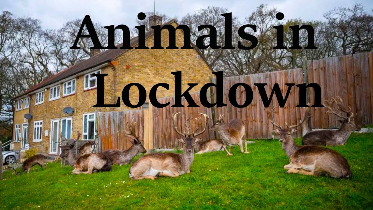 Coronavirus lockdown effect on wildlife, aquatic animals and birds ...