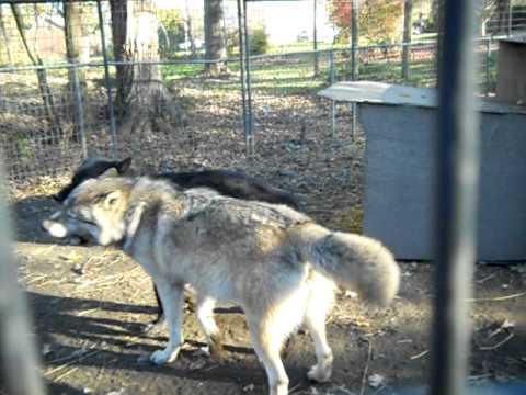 Wolf Mating Fail - YouTube
