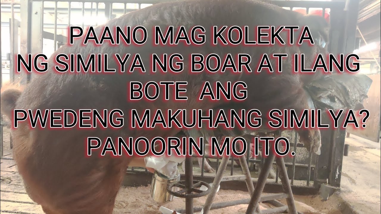 PAANO MAG KOLEKTA NG SIMILYA SA BOAR O BULUGAN - YouTube