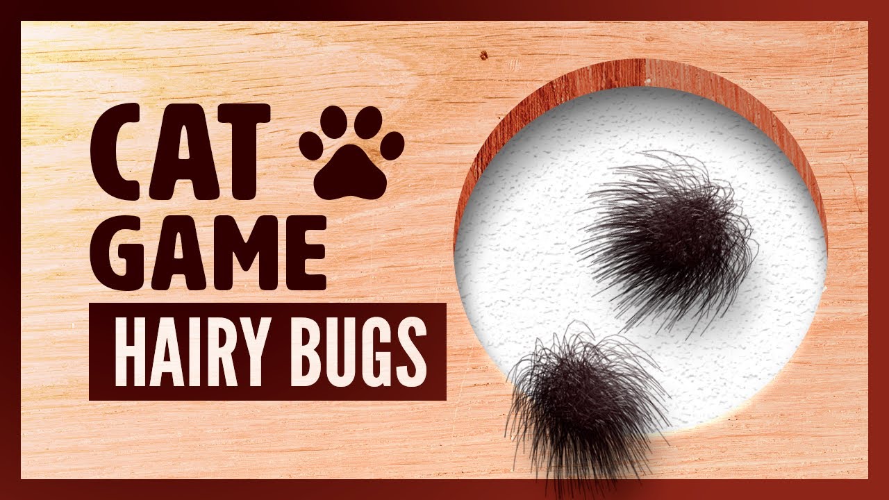 Cat games : Insects and bugs invasion ! Fun for cats and kittens - YouTube