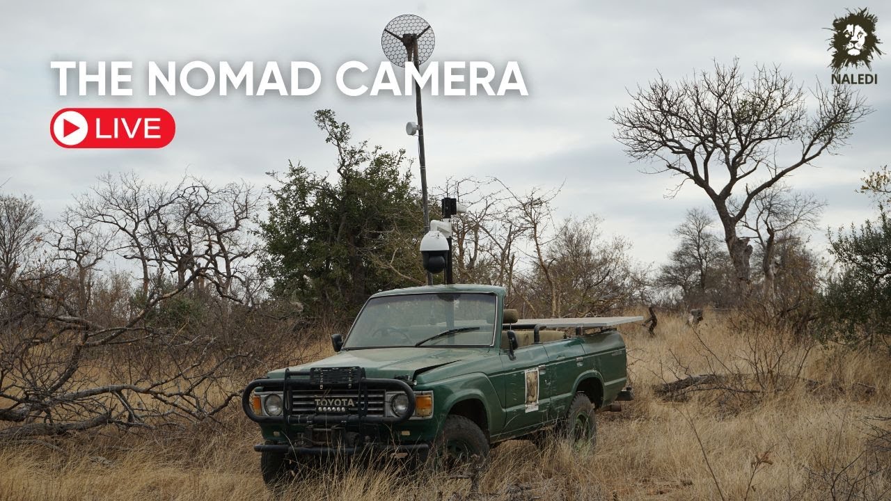Nomad Camera - Live Wildlife Camera - South Africa - YouTube