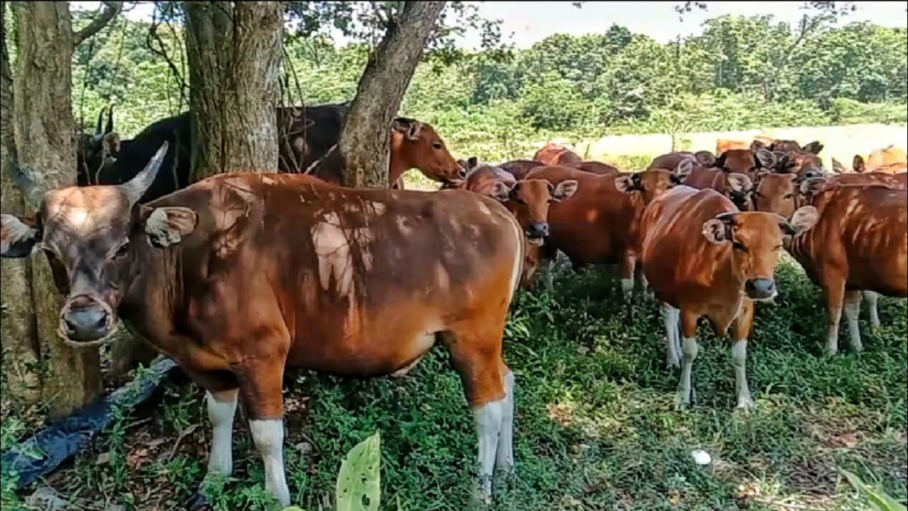 Air Rawa Tinggi, Ternak Sapi Bali Istirahat di Hutan dekat Pondok #sapi ...