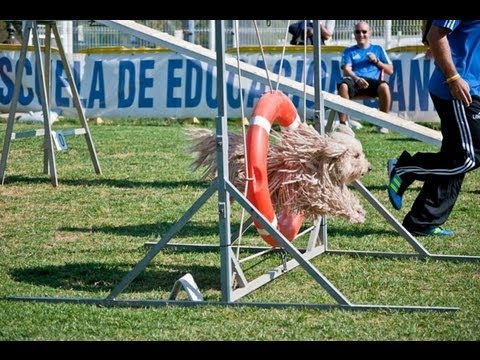 Puli / Hungarian Water Dog / Пули - YouTube