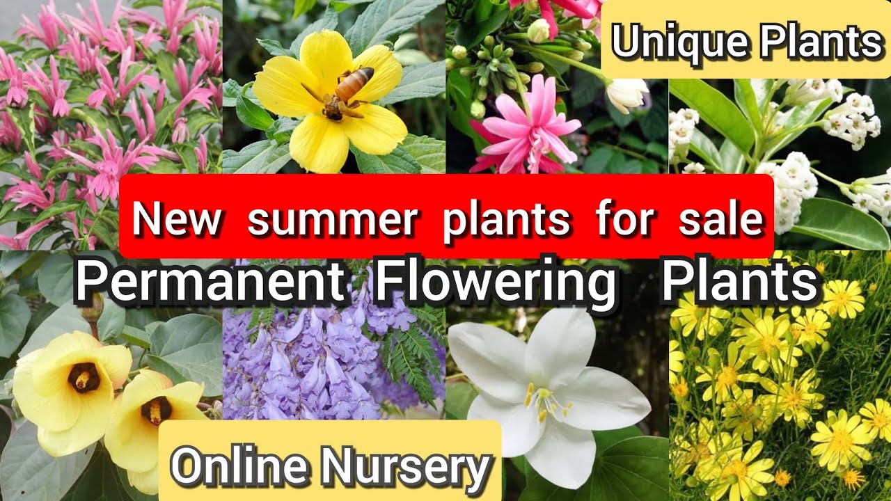 New summer plants for sale, Permanent flowering plants, online plants ...