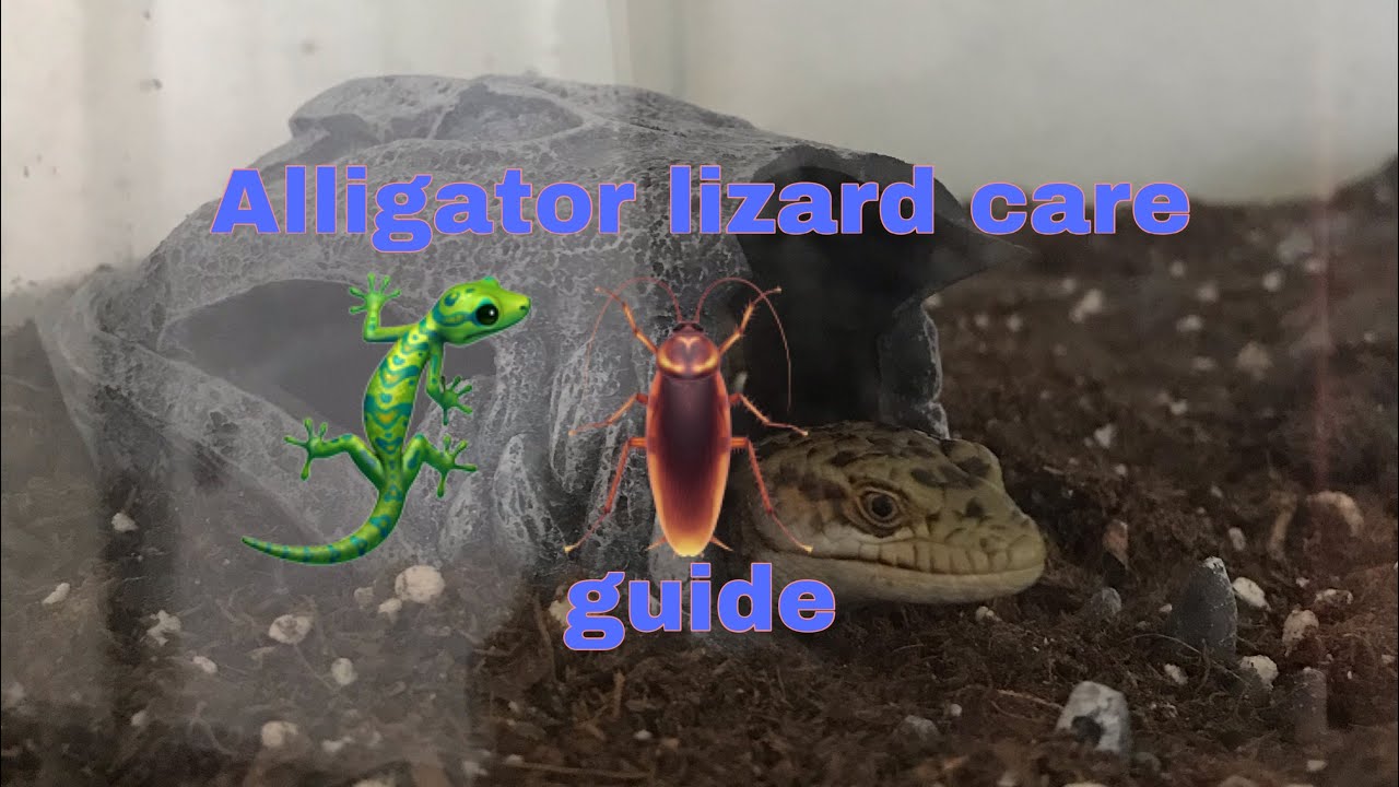 Alligator lizard care guide (2021) - YouTube