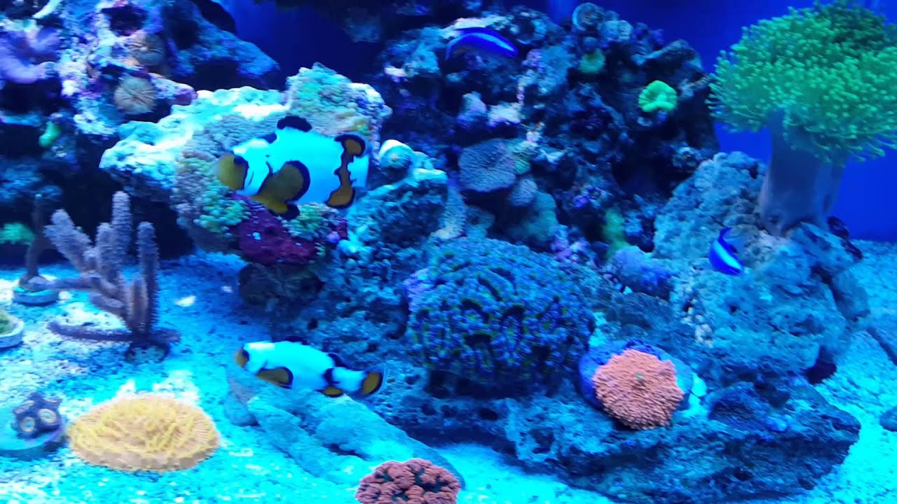 40 Breeder Reef coral fish update! - YouTube