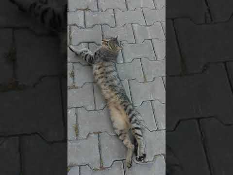 Sahibini görünce sevinen kedi