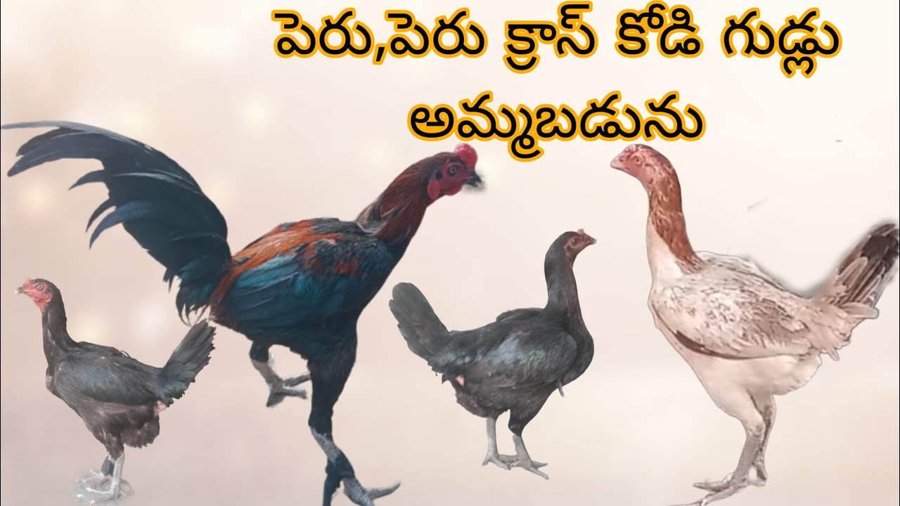 #KVR BREEDES#6300937383#peru cross chicks#rich watam chicks#birds# ...
