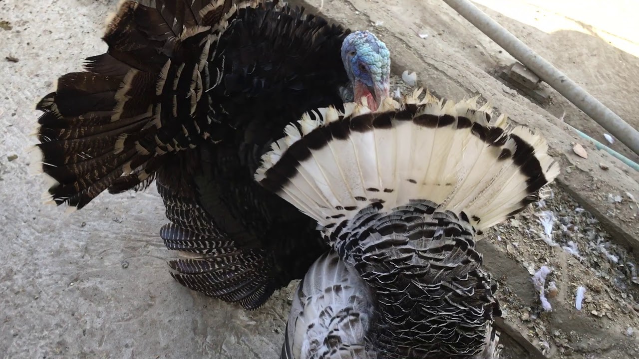 Turkey Murgi - YouTube
