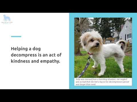 Decompression Tips for Dogs - YouTube