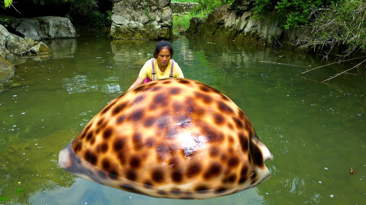 Discovered a beautiful seashell, the pearl shone brilliantly - YouTube