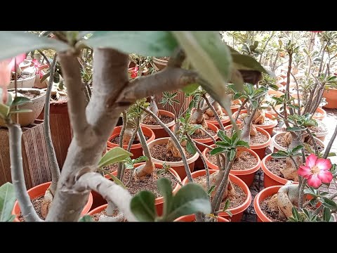 Adenium branches inserting - YouTube