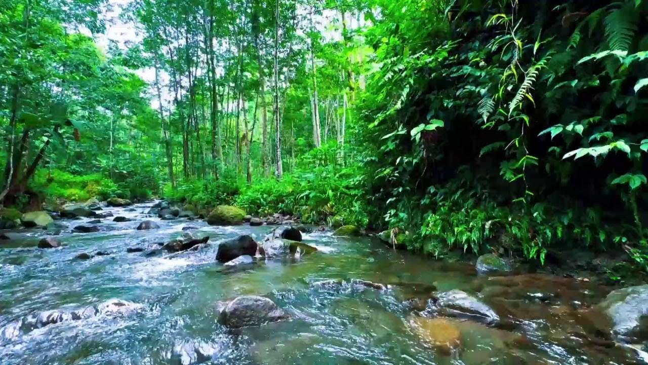 Relaxing River Sound Shady Forest Water Sounds for Deep Sleep | Stream ...