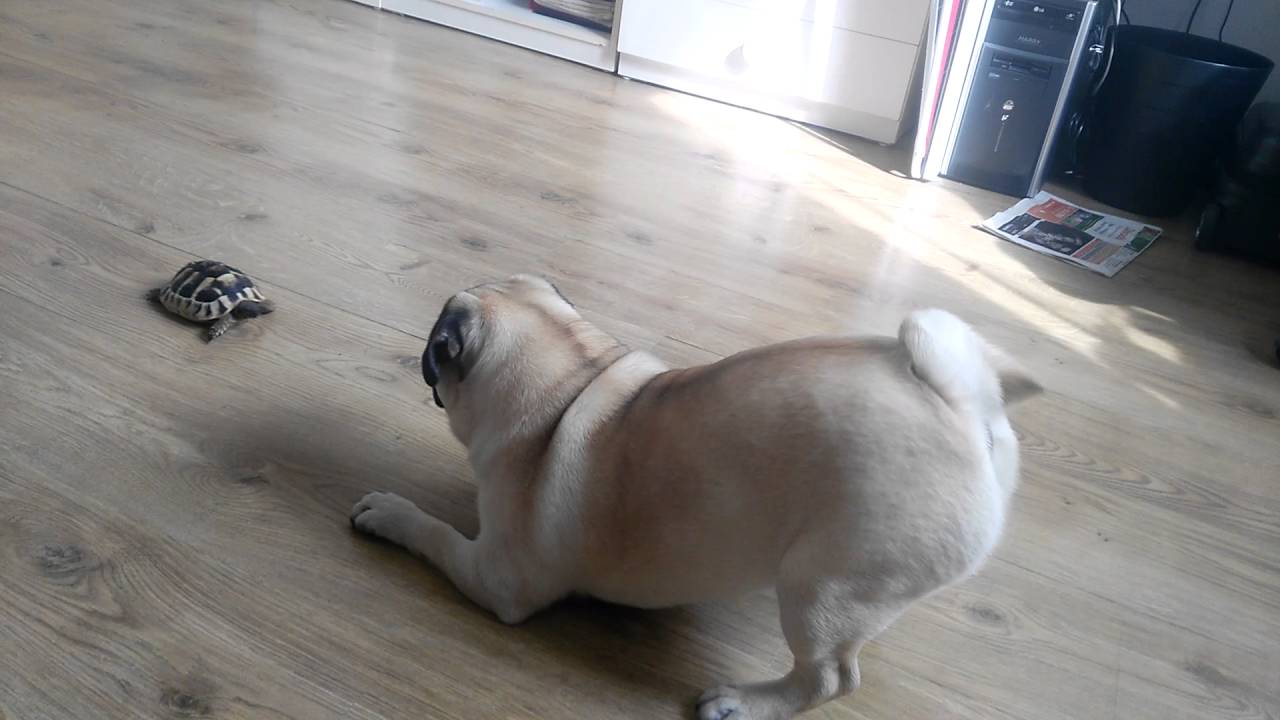 Pug & turtle - YouTube