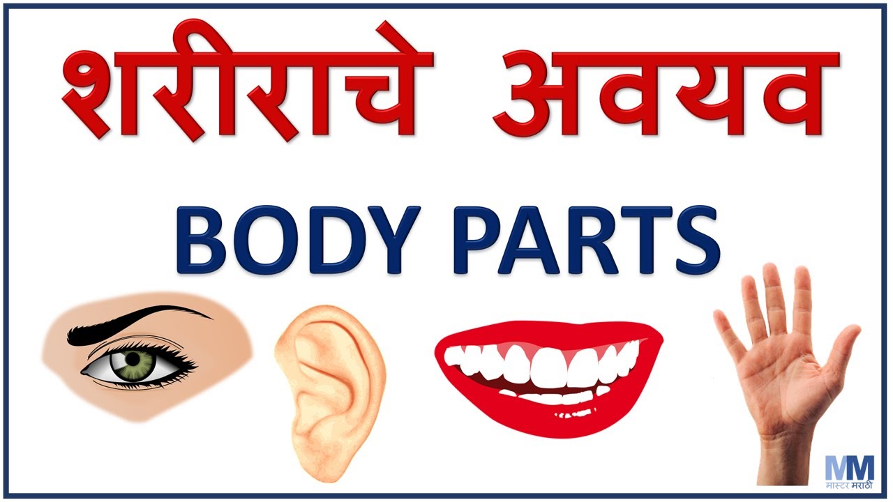 शरीराचे अवयव | Parts of the Body | Body Parts with Pictures | In ...
