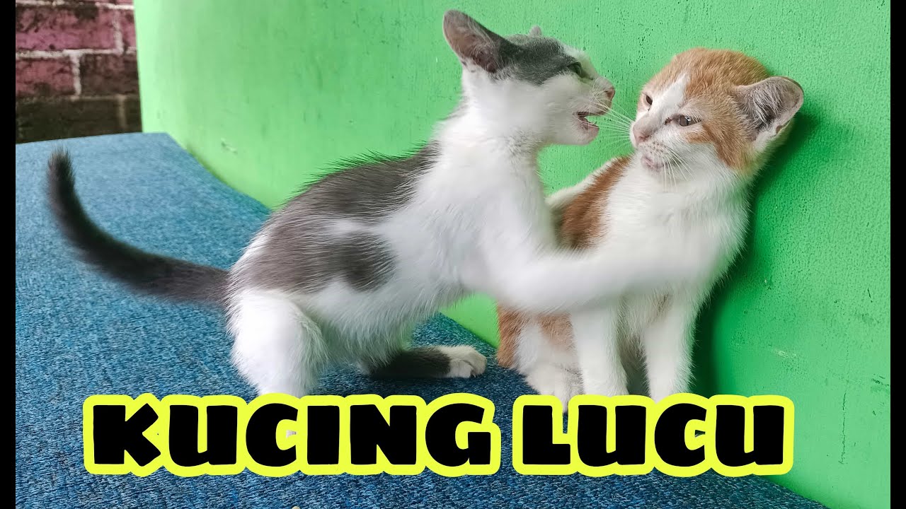 Kucing Lucu || Cute Cat - YouTube