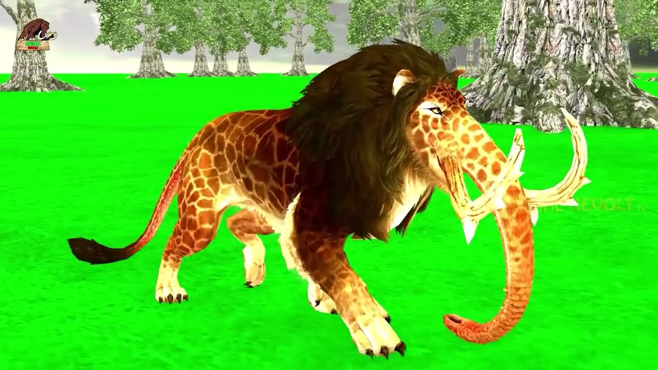 Black Lion Fight White Tiger Vs Lion King Attack Cow Cartoon Buffalo ...