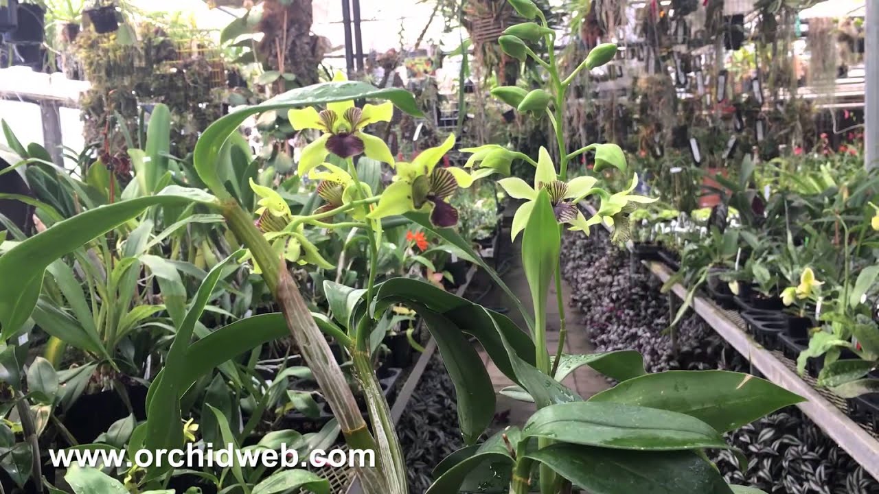 OrchidWeb - Dendrobium Andree Millar & Green Mist - YouTube